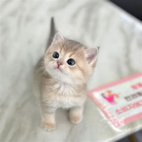 고양이분양 서울고양이분양 전국고양이분양 안산고양이분양 먼치킨 개냥이와 개냥이의 만남 샴치킨분양 합니다 🌸 ️당일분양 가능 ️운송분양 가능 ️예약분양 가능 문의👉🏻