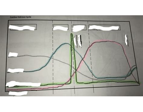 Canine Estrous Cycle Quiz