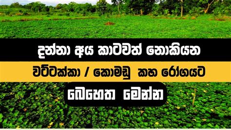 දන්නා අය කාටවත් නොකියන වට්ටක්කා කොමඩු කහ රෝගයට බෙහෙත මෙන්න Youtube