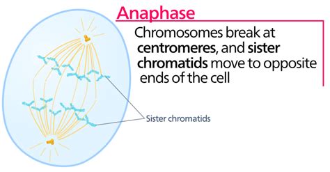 Anaphase Definition And Examples Biology Online Dictionary