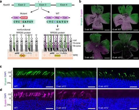 In Vivo Base Editing Rescues Cone Photoreceptors In A Mouse Model Of