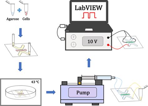 Scheme 1 Microfluidic Long Dna Extraction Process A Download