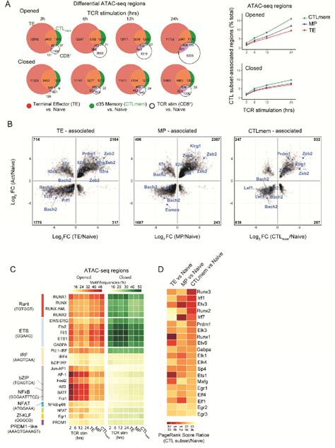 Figure 1 From The Transcription Factor Runx3 Establishes Chromatin Accessibility Of Cis