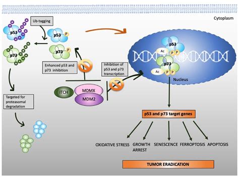 The Undervalued Avenue To Reinstate Tumor Suppressor Functionality Of