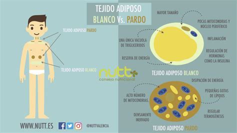 Grasa Parda Vs Grasa Blanca Diferencias Y Funcion Nutt