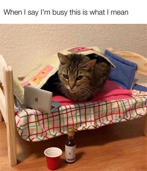 Im So Busy R Catmemes