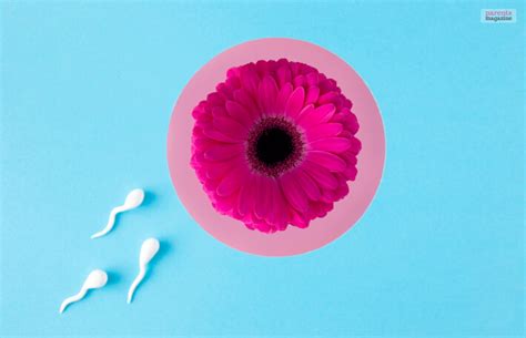 Can You Ovulate Twice In A Month All Questions Answered