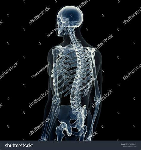 Illustration Male Skeleton Stock Illustration 1876134745 Shutterstock