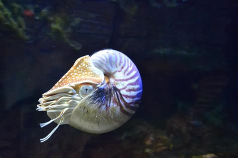 The Chambered Nautilus The Ancient Mariner In Danger