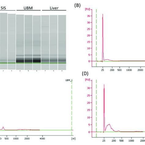 Bioanalyzer Gel Image A And Electropherograms Of Total Rna Isolated Download Scientific
