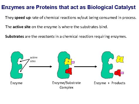 Enzymes Are Proteins That Act As Biological Catalyst