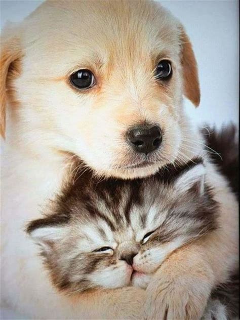 Cute Puppies And Kittens Cuddling Together