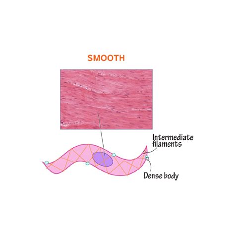 Labeled Smooth Muscle Tissue