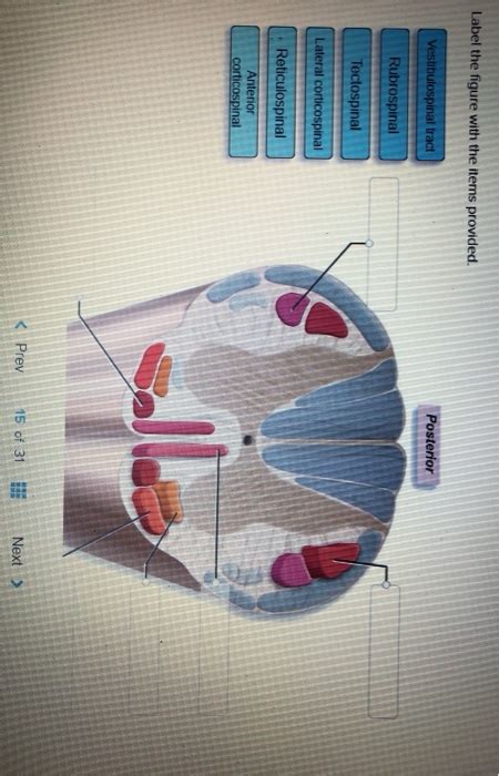 Solved Label The Figure With The Items Provided Posterior