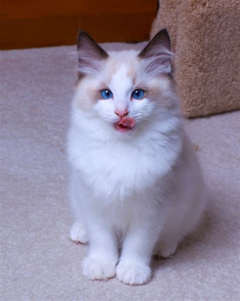 랙돌렉돌 고양이 성격과 특징 네이버 블로그