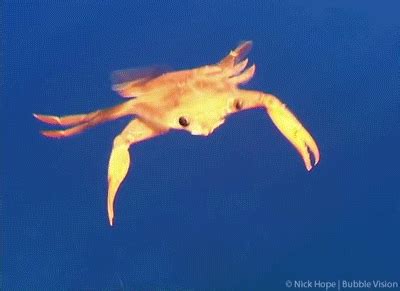 Swimming Crab S Get The Best  On Giphy