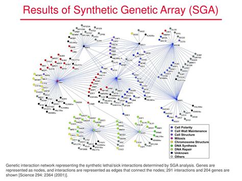 Ppt Genetic Model Systems Yeast Powerpoint Presentation Free