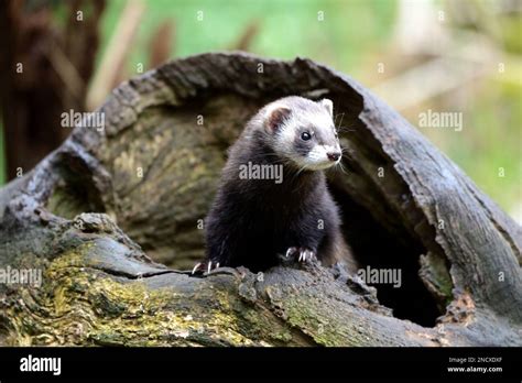 Iltis Local Caption Noble Fur Native Predator European Polecat Nimble Stealthy