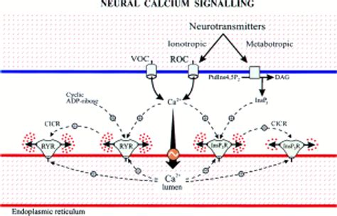 Neuronal Calcium Signaling Neuron