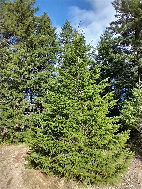 Douglas Fir Kitsap Conservation District