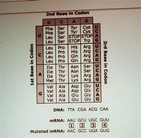 1st Base In Codon 2nd Base In Codon U C A G Phe Ser Tyr Cys U Phe Ser