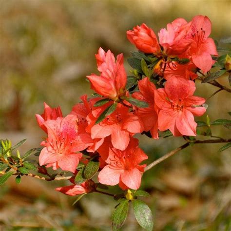 Azalea X Macrantha Orange ~ Macrantha Orange Azalea Servescape