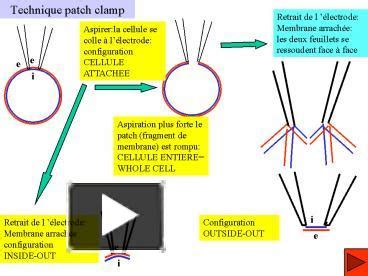 PPT Technique Patch Clamp PowerPoint Presentation Free To View Id C ZDc Z