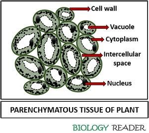 Parenchyma In Plants Definition Types Characteristics Functions Biology Reader