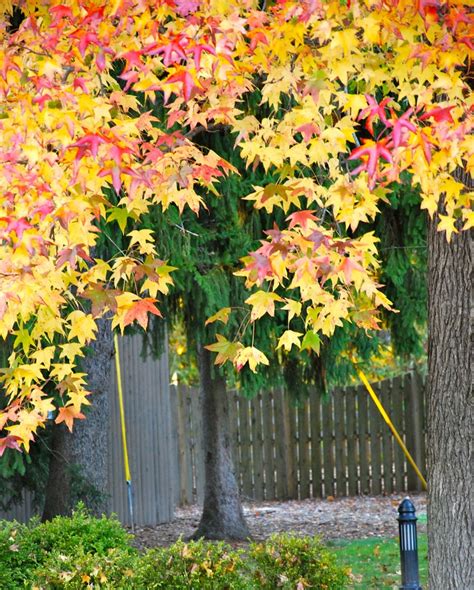 Dsc 0303 Sid Malloy Flickr