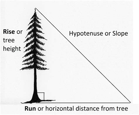 Determining Tree Height Forest Measurements