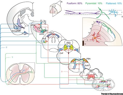 Spinal Sensory Pathways