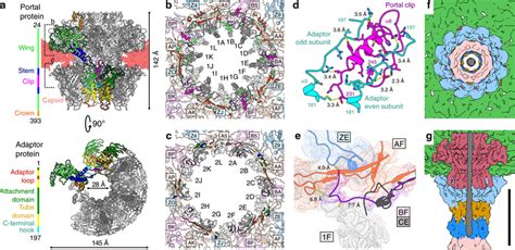 Portal And Adaptor Complexes A Side And Bottom Views Of Portal And