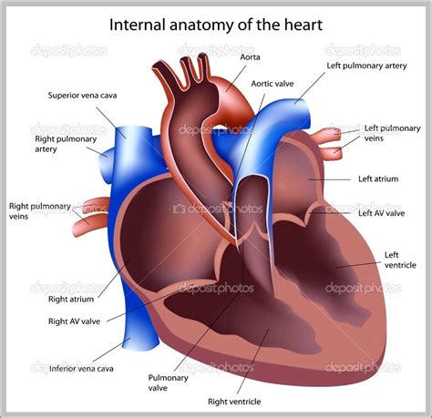 The Heart Anatomy Anatomy System Human Body Anatomy Diagram And