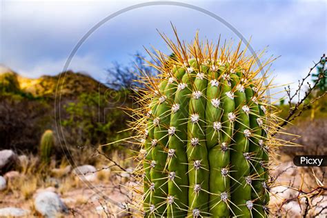 Image Of Huge Tip Of A Cactus Full Of Thorns Desert Plant With Thorns