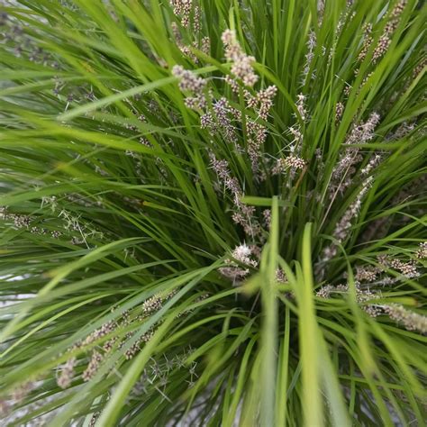 Breeze Dwarf Mat Rush Lomandra Lonolia Breeze Plants Express