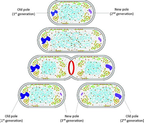 Accumulation Of Aggregated Structures At The Cell Poles And Correlation