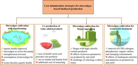 cost minimization strategies for large scale microalgae based biodiesel