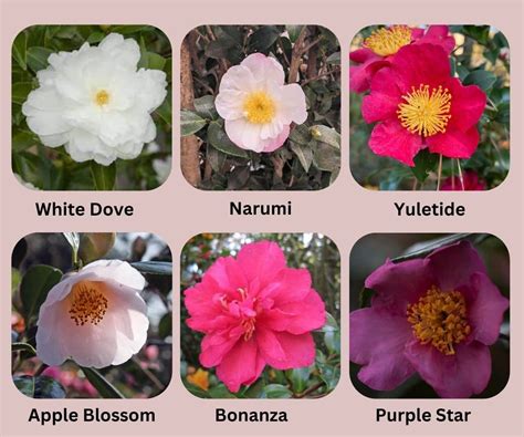 Sasanqua Camellia Varieties Flower And Growth Habits