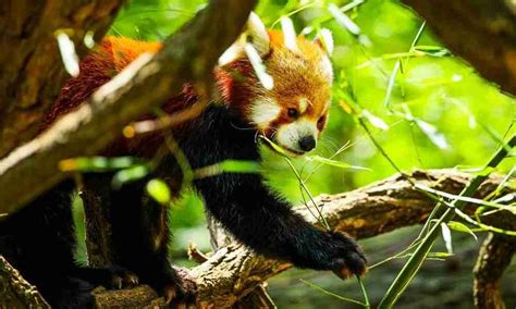 Do Red Pandas Eat Bamboo A Complete Beginners Guide Bestofpanda