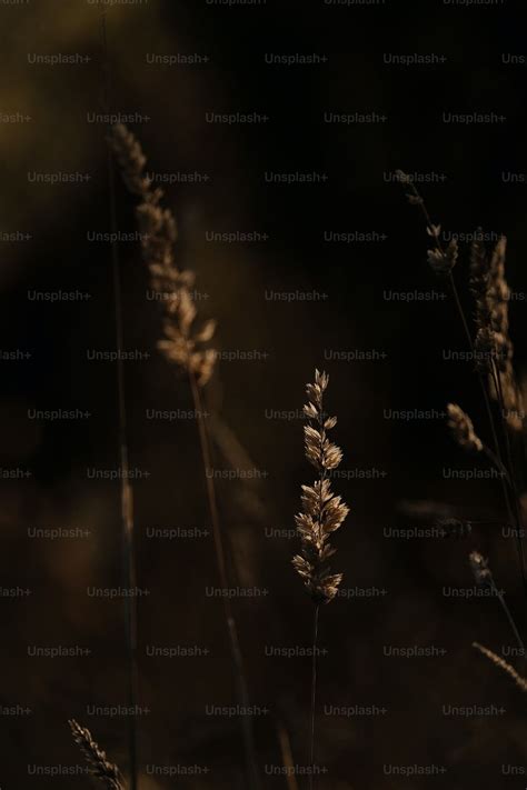 Dark Aesthetic Wallpapers 4k Hd Backgrounds On Wallpaperbat