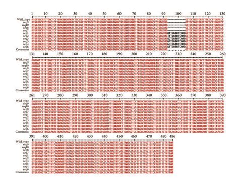 multiple sequence alignment of the reference sequence and the multiple