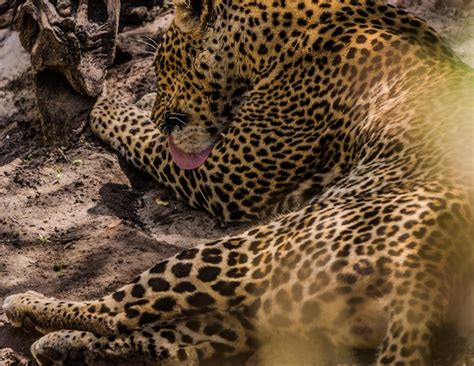Premium Photo Leopard Licking Its Feet