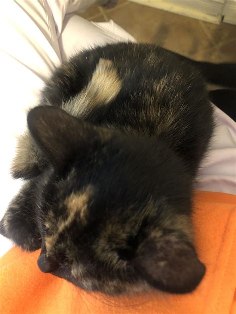 Sharing my sweet lil Tortie girl : r/torties