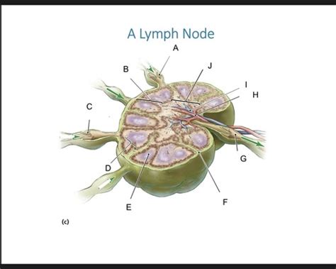 A Lymph Node Flashcards Quizlet