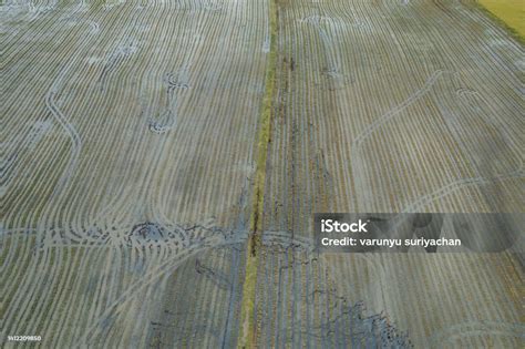 조경 녹색 패턴 자연 배경 최고보기 필드 쌀 필드 쌀 필드 쌀의 비행 무인 항공기에서 공중보기 계곡에 대한 스톡 사진 및 기타 이미지 Istock