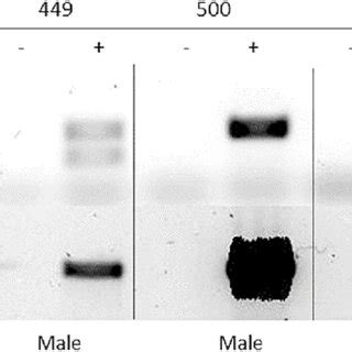 Confirmation Of Sex In Selected Individual Samples Using X Linked G PD Download Scientific