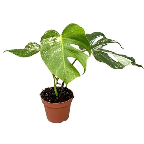 Monstera Deliciosa Var Borsigiana ‘albo Variegata