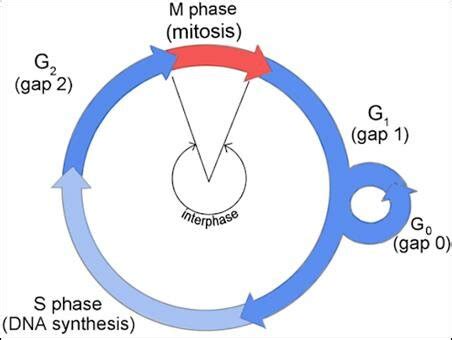 Phases Of Interphase The S Phase The S Phase Is The Time When Dna