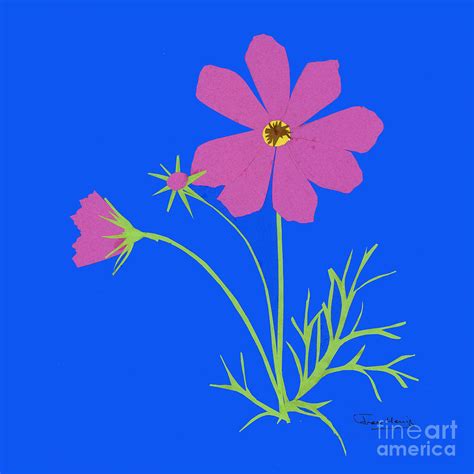 Cosmos Mixed Media By Fran Henig Fine Art America