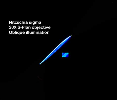 Test Objects Nitzchia Sigma